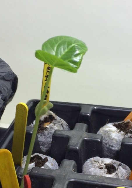 Transplanting – Teaching From the Garden